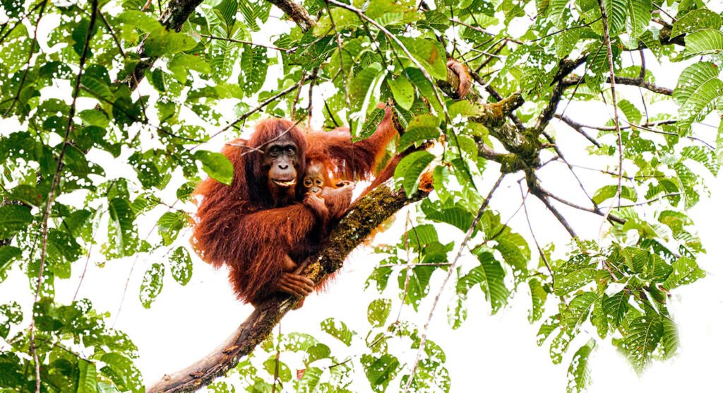 Tabin Wildlife Reserve package - Safari Acacia