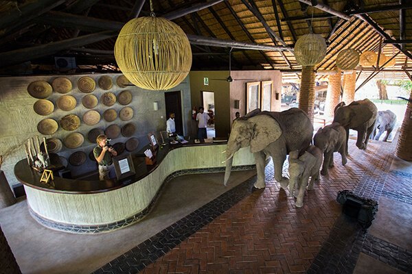 Mfuwe Lodge Booking - Safari Acacia