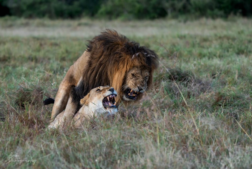 Mating Rituals of Lion - Safari Acacia