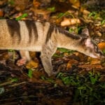 Infapro Danum Valley Safari Game Drives - Safari Acacia